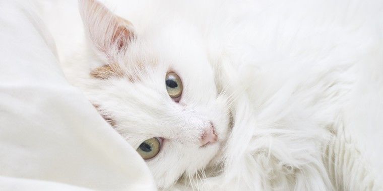 Join the Cute Kittens Photo Contest and win Amazon Kindle Fire ...